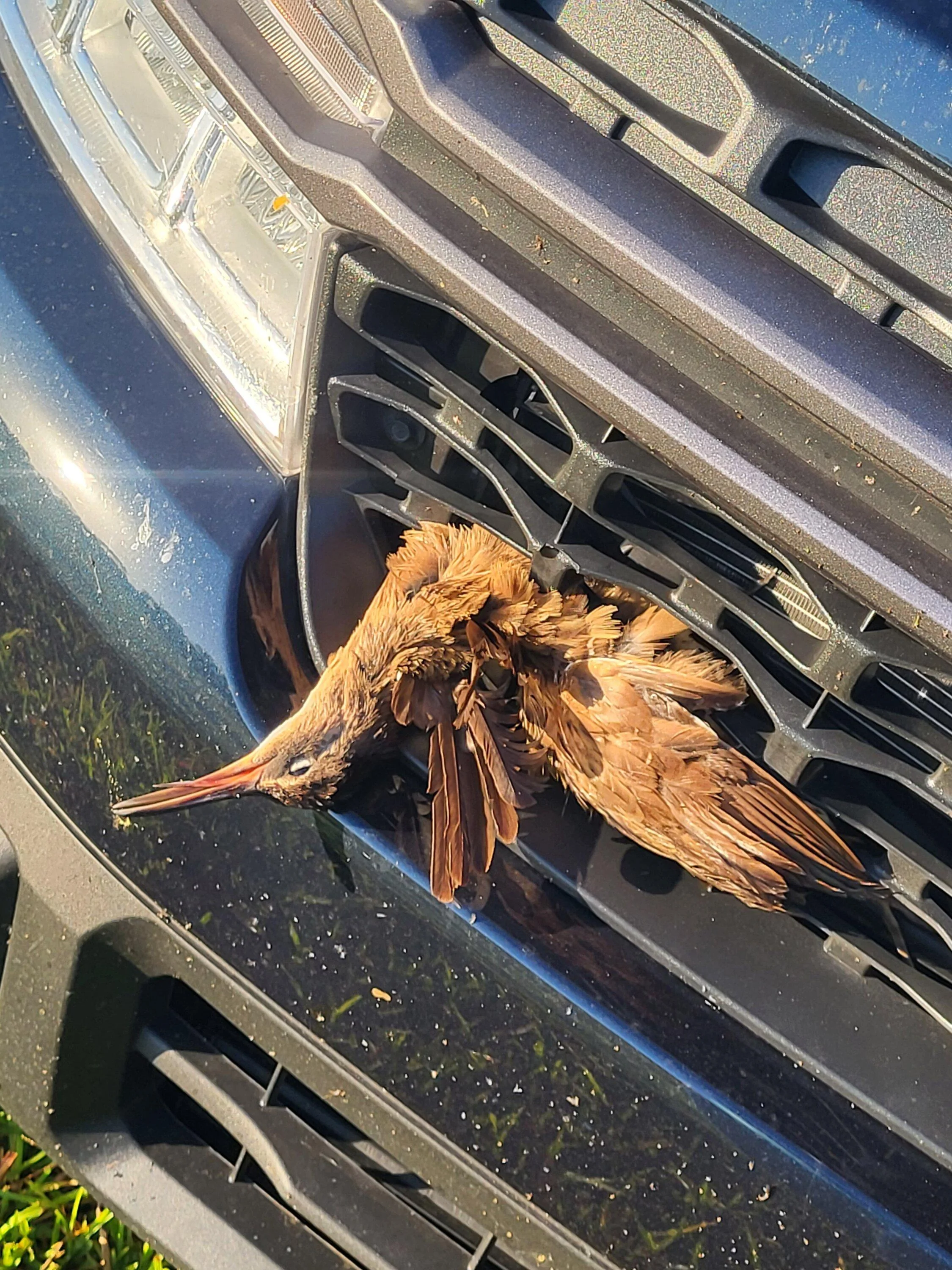 Bird strike!! | MaverickTruckClub - 2022+ Ford Maverick Pickup Forum ...