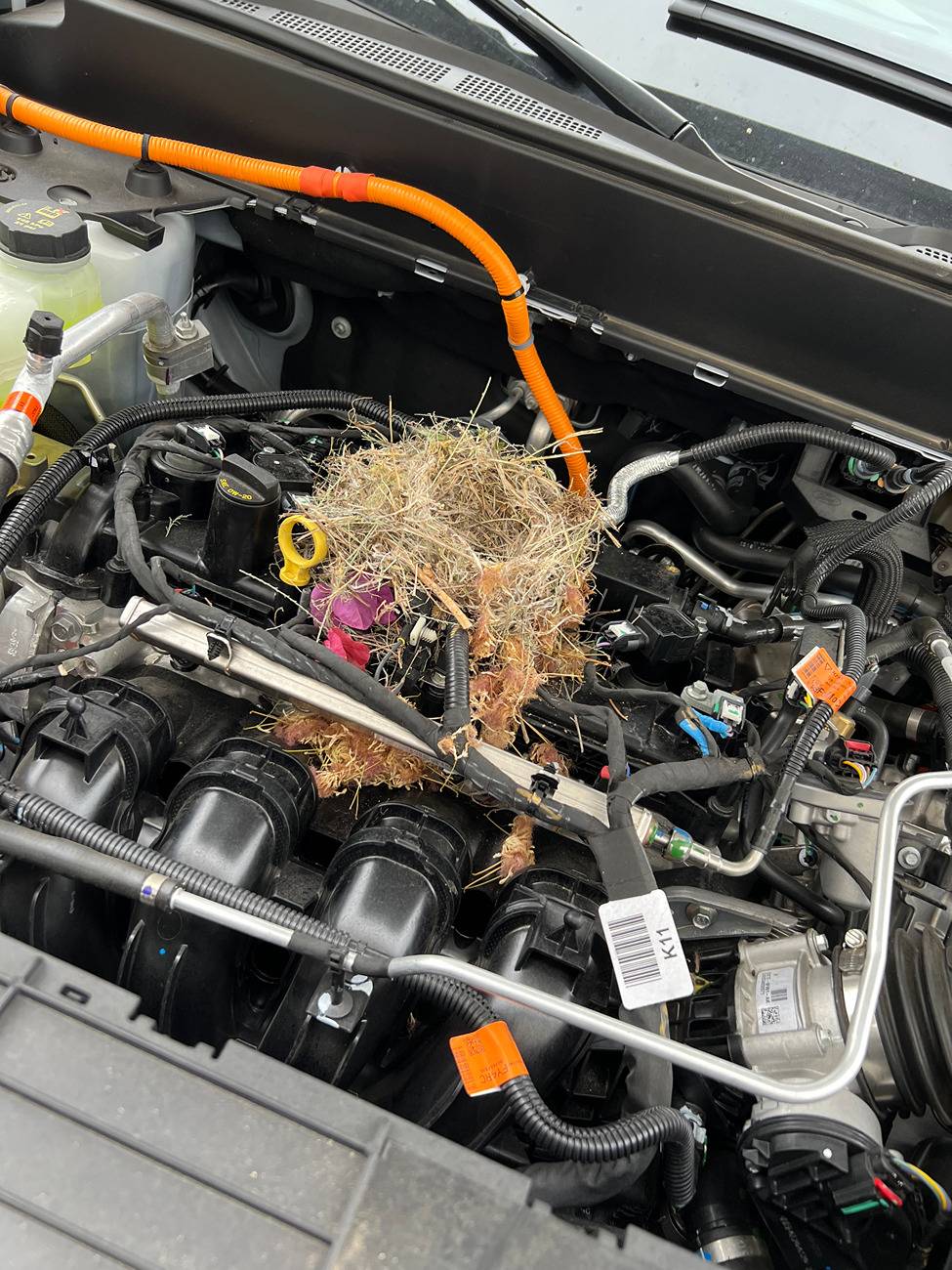 Pests nesting in the engine compartment | MaverickTruckClub - 2022 ...